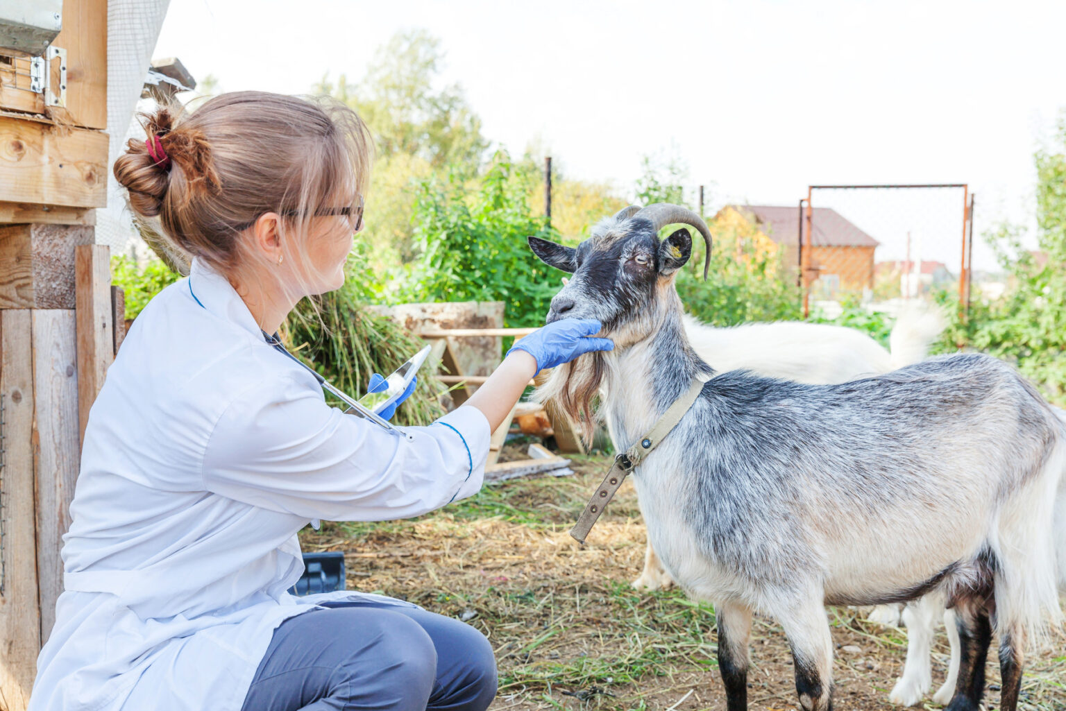 Sick Goat: Trouble Shooting for Treatment - Goat Journal